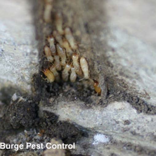 Subterranean Termite | Burge Pest Control