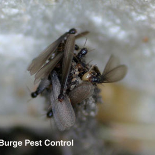Subterranean Termite | Burge Pest Control